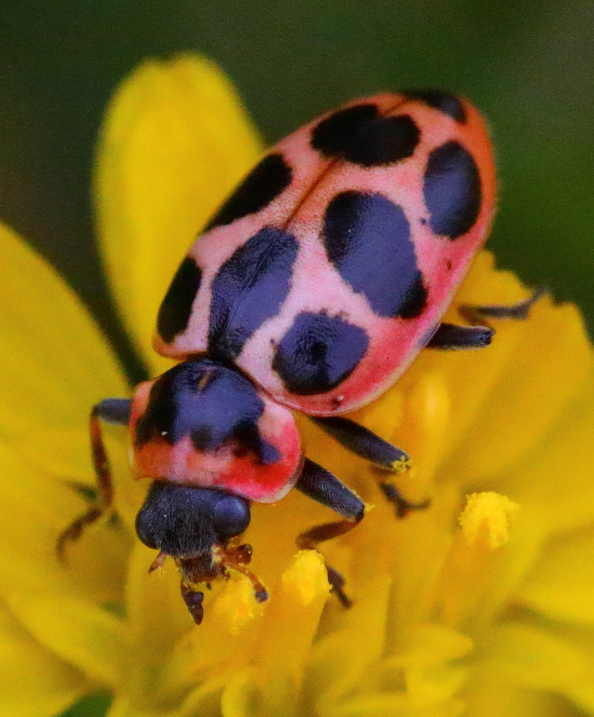 Lady, Fungus, Scavenger, and Bark Beetles (Wilber Pond) · iNaturalist