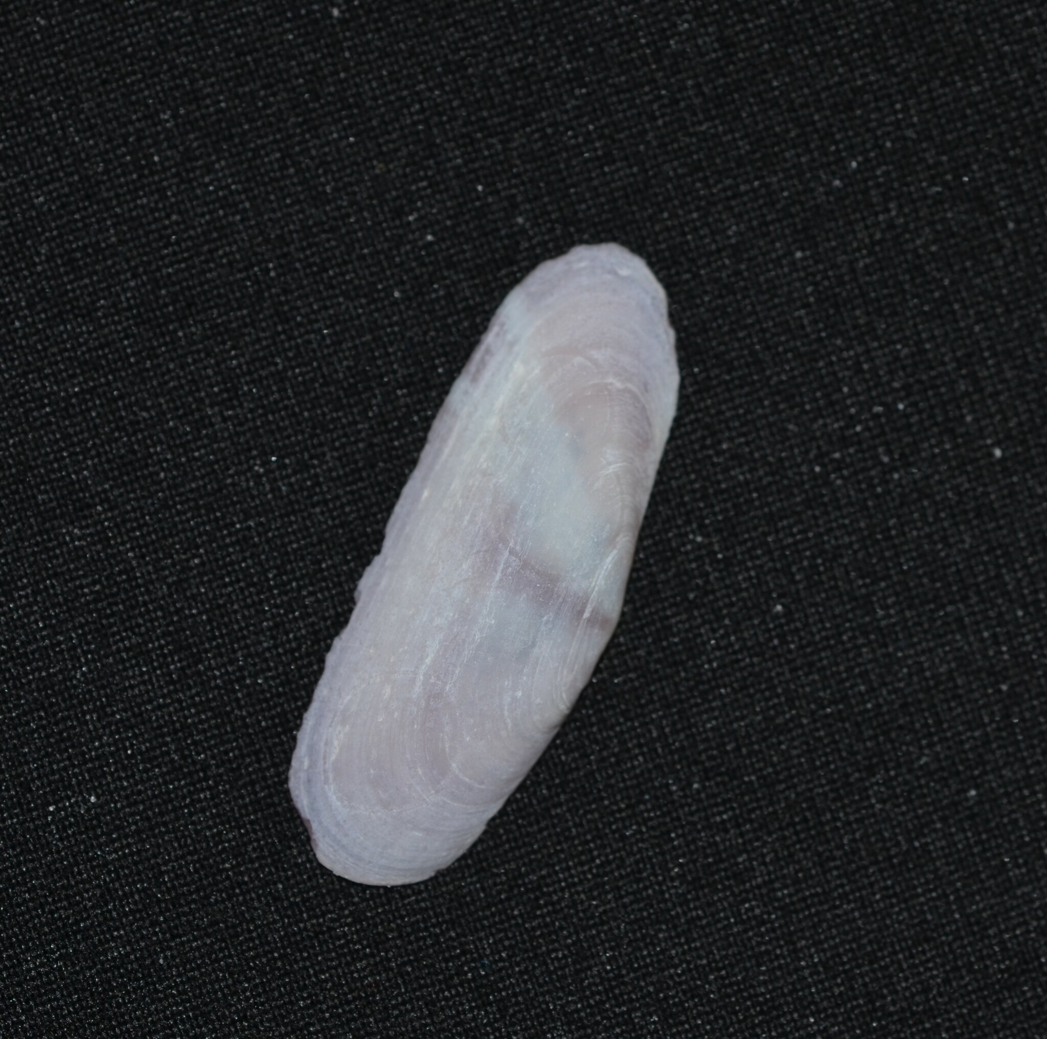 Tagelus divisus (Spengler, 1794)