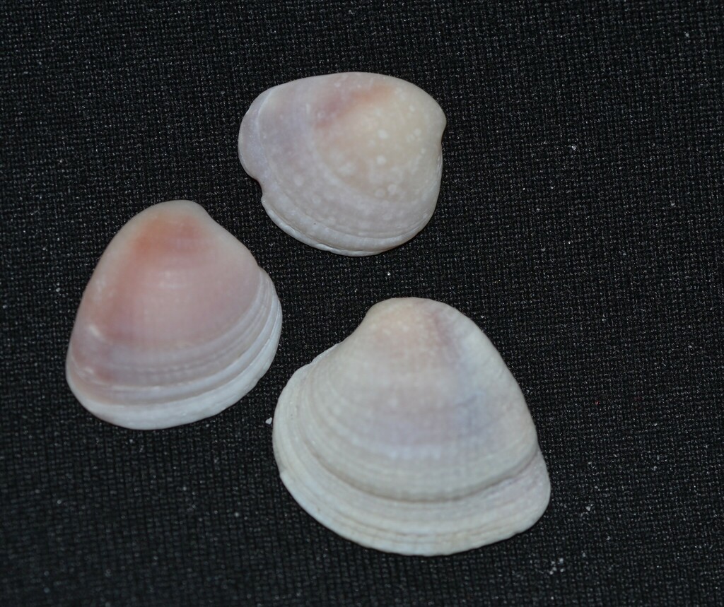 Cross-barred Venus from City of Marco, Marco Island, FL, USA on January ...