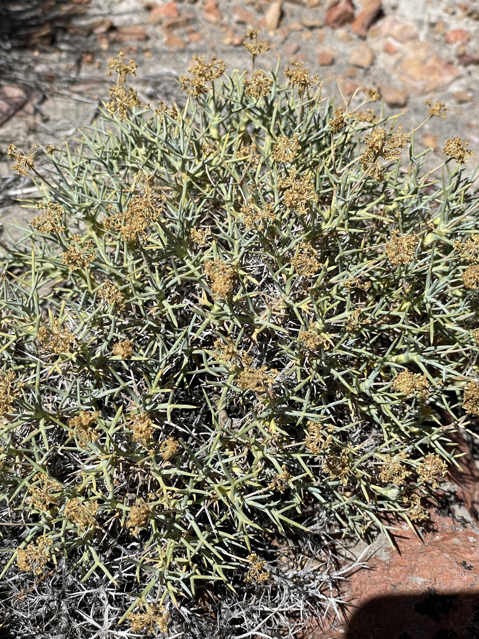 Azorella prolifera (Cav.) G.M.Plunkett & A.N.Nicolas