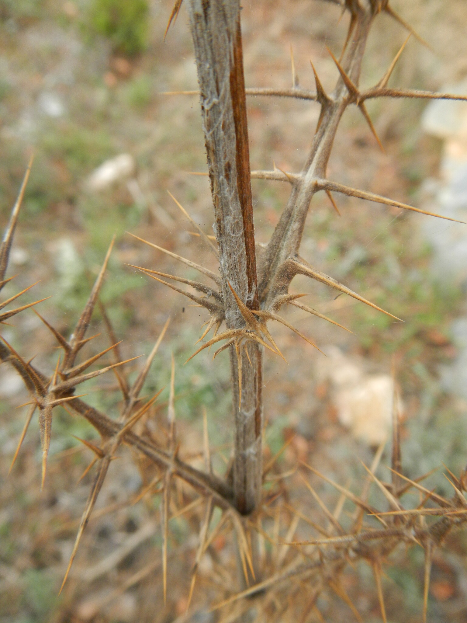 Echinops spinosissimus Turra
