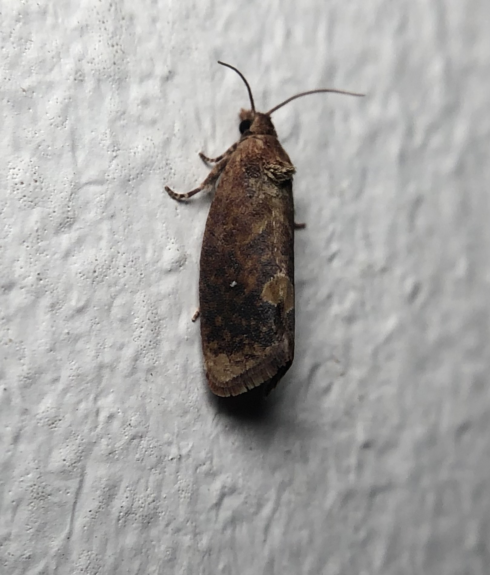 Cryptophlebia ombrodelta (Lower, 1898)