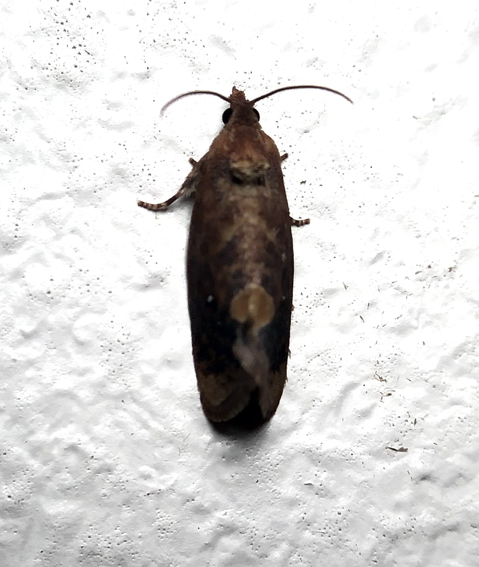Cryptophlebia ombrodelta (Lower, 1898)