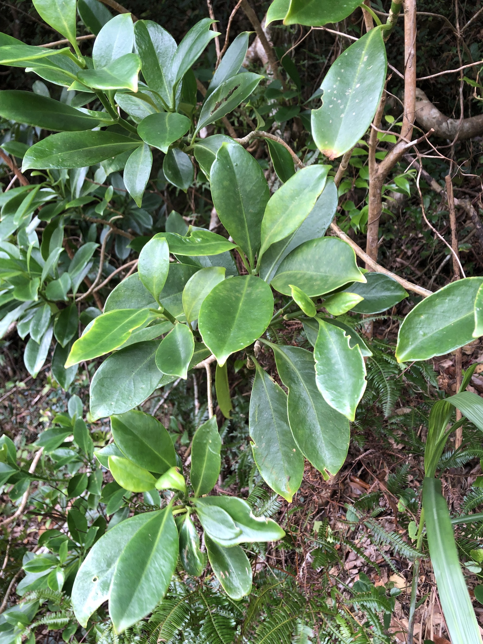 Fagraea ceilanica Thunb.