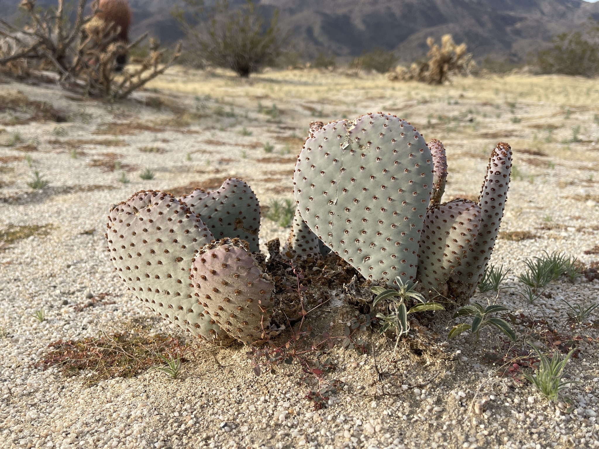 Opuntia basilaris var. basilaris