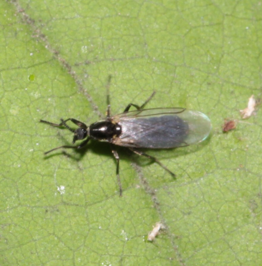 Scatopse notata (Linnaeus, 1758)
