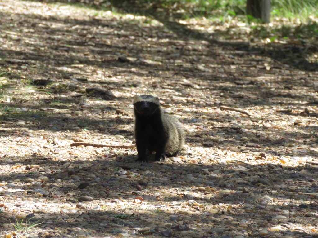 Lesser Grison from Parque Nacional El Palmar on December 29, 2022 at 10 ...