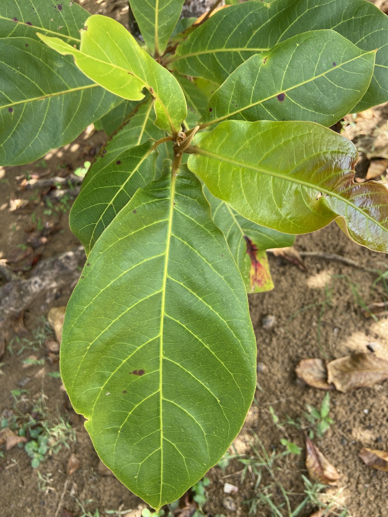 Terminalia catappa L.