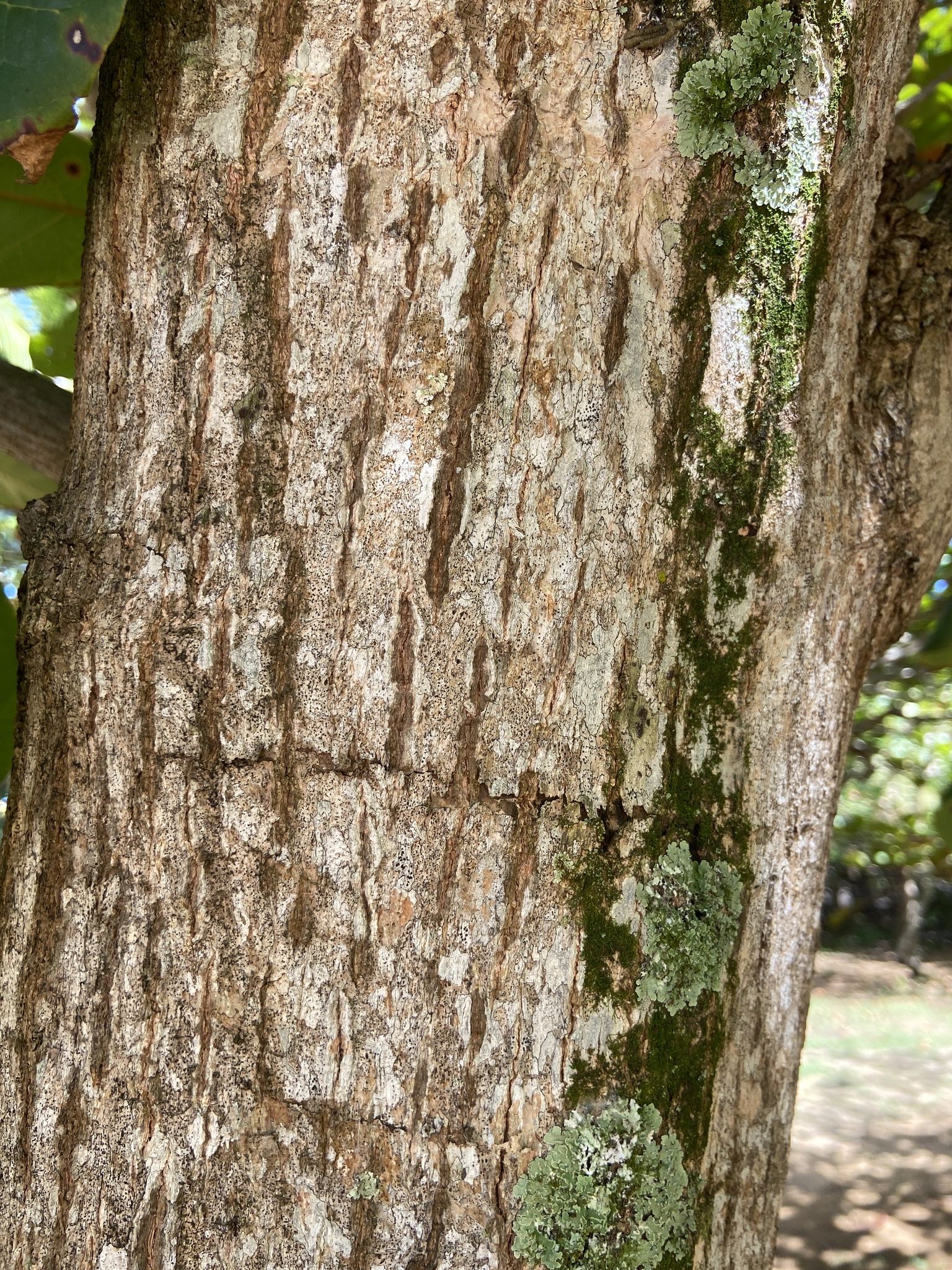 Terminalia L.