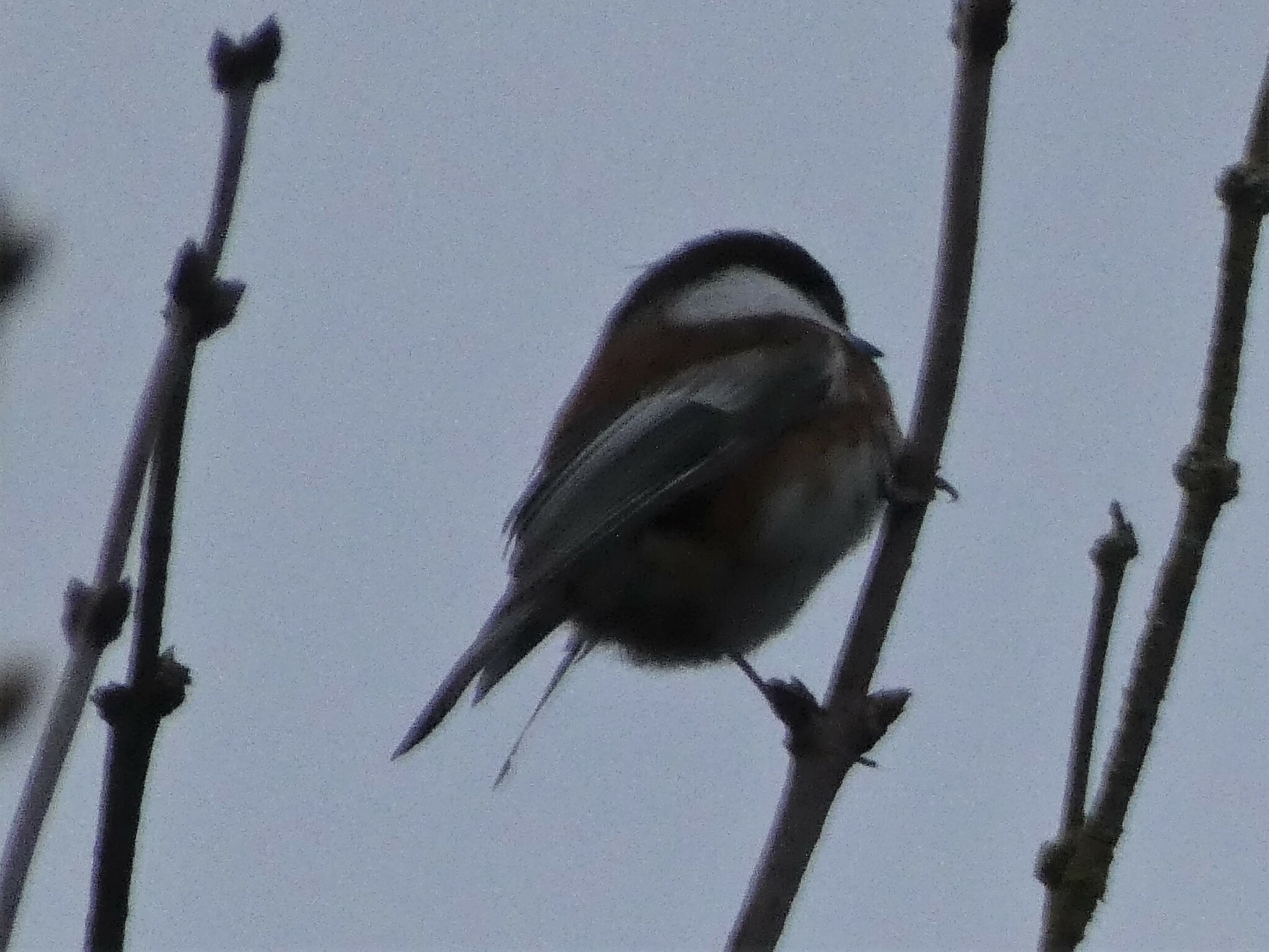 Poecile rufescens (J.K.Townsend, 1837)