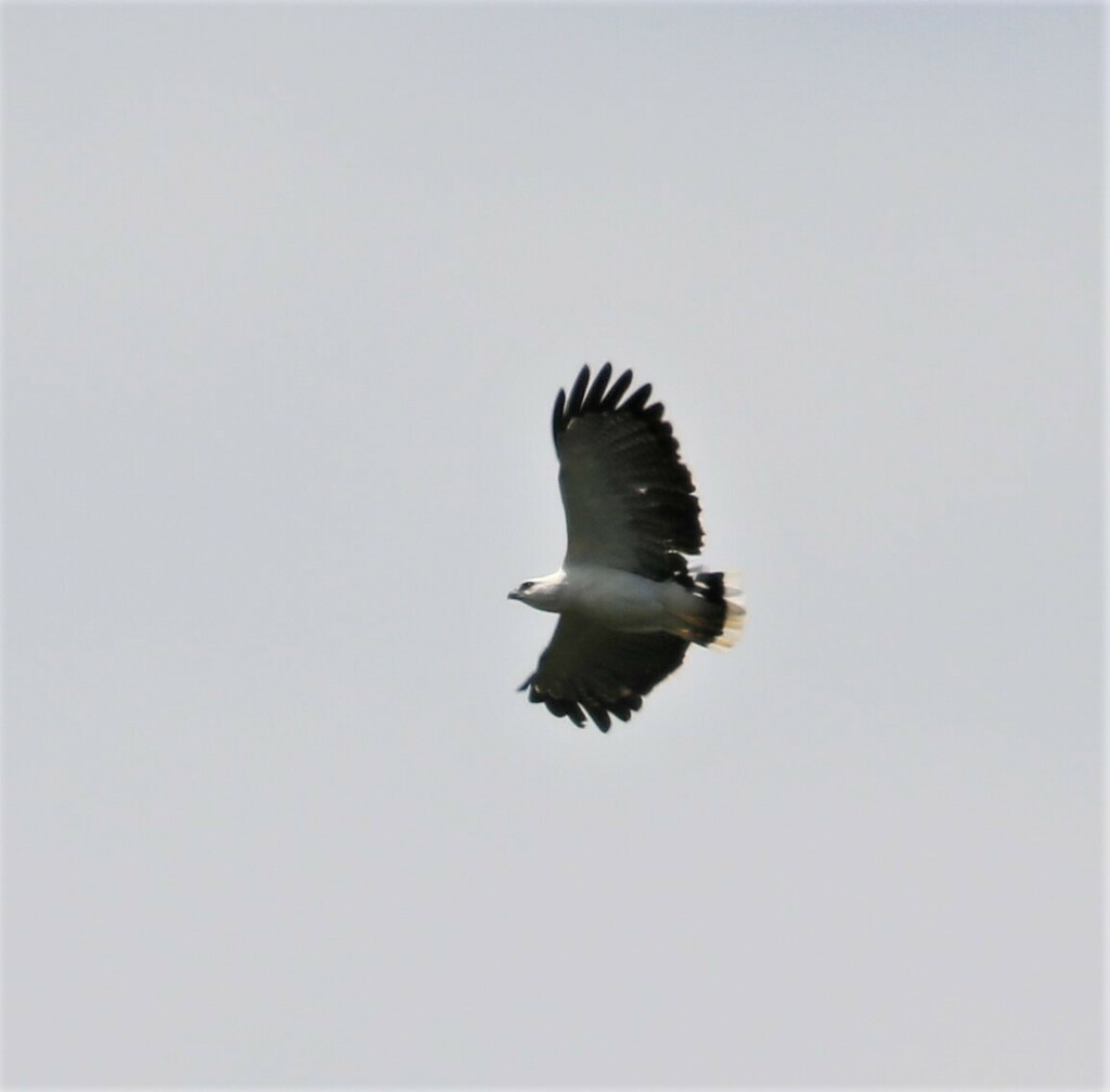 Black-tailed White Hawk from Brownsweg, Suriname on July 29, 2019 at 05 ...