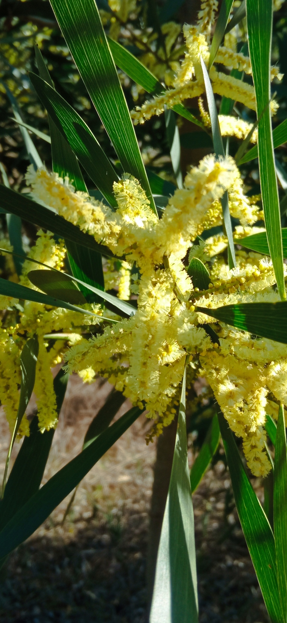Acacia longifolia (Andrews) Willd.