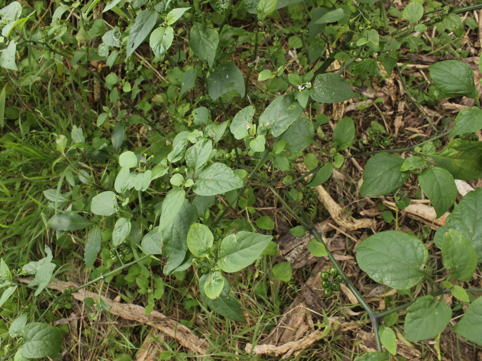 Solanum americanum Mill.