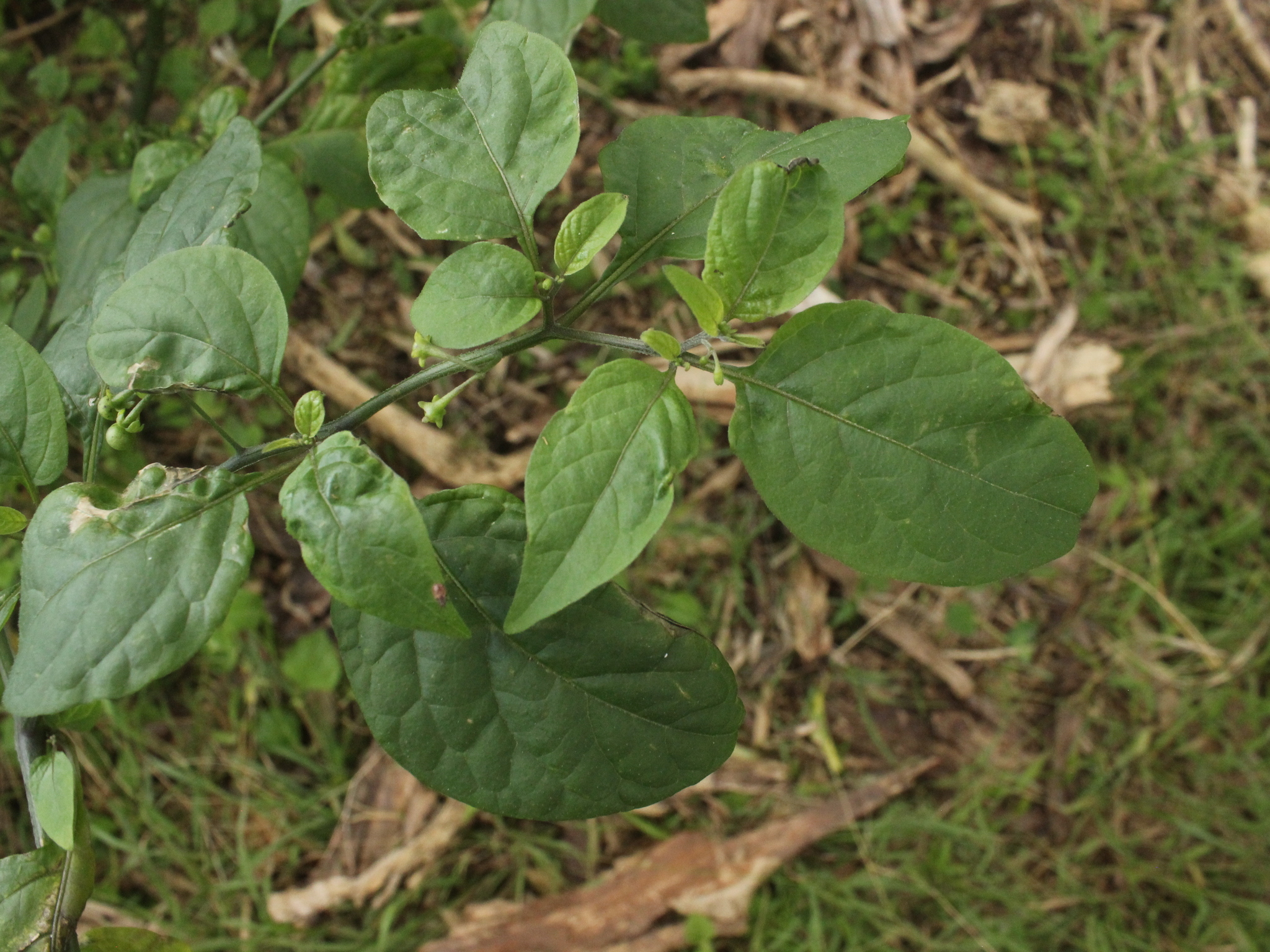Solanum americanum Mill.