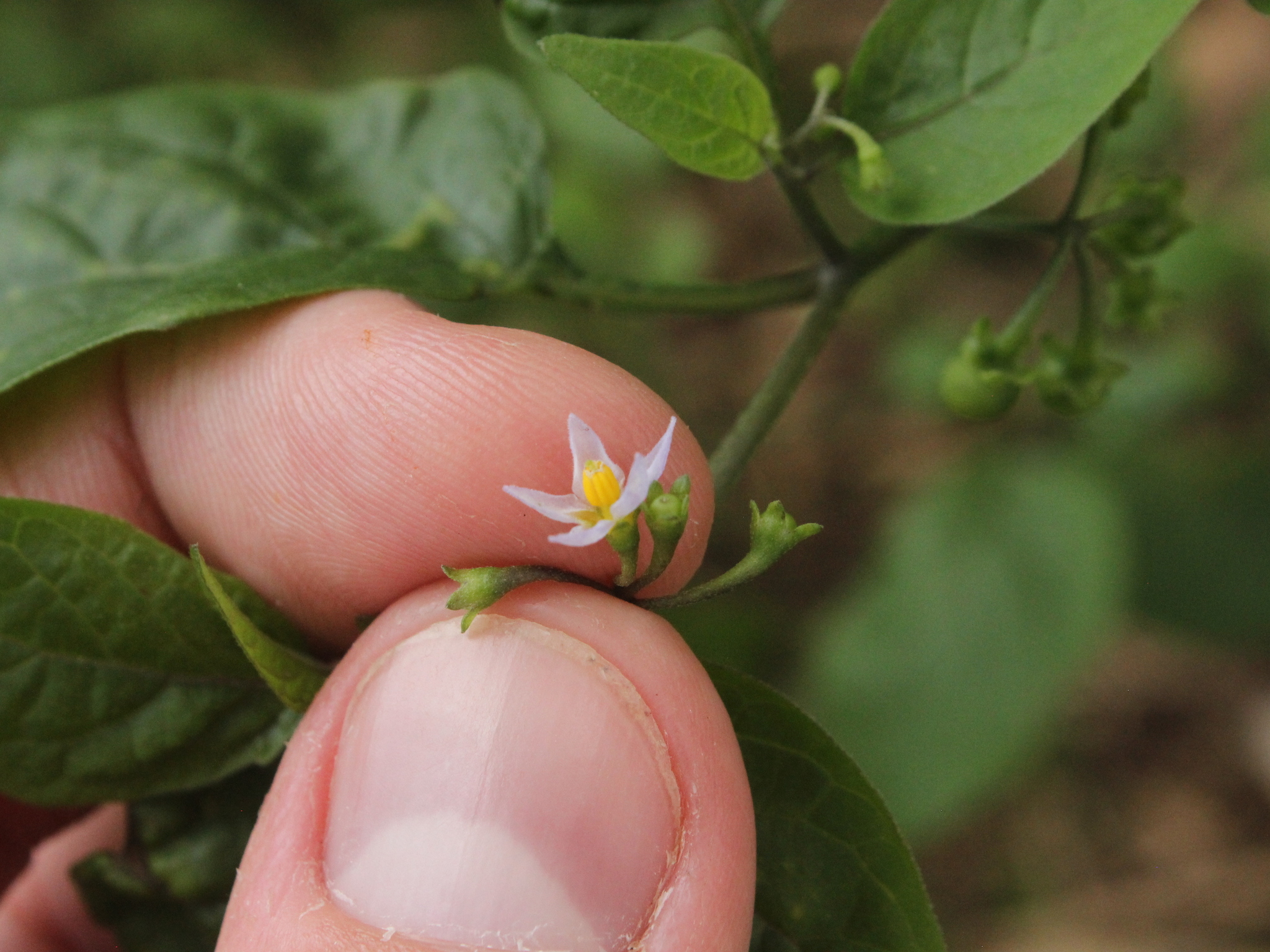 Solanum americanum Mill.