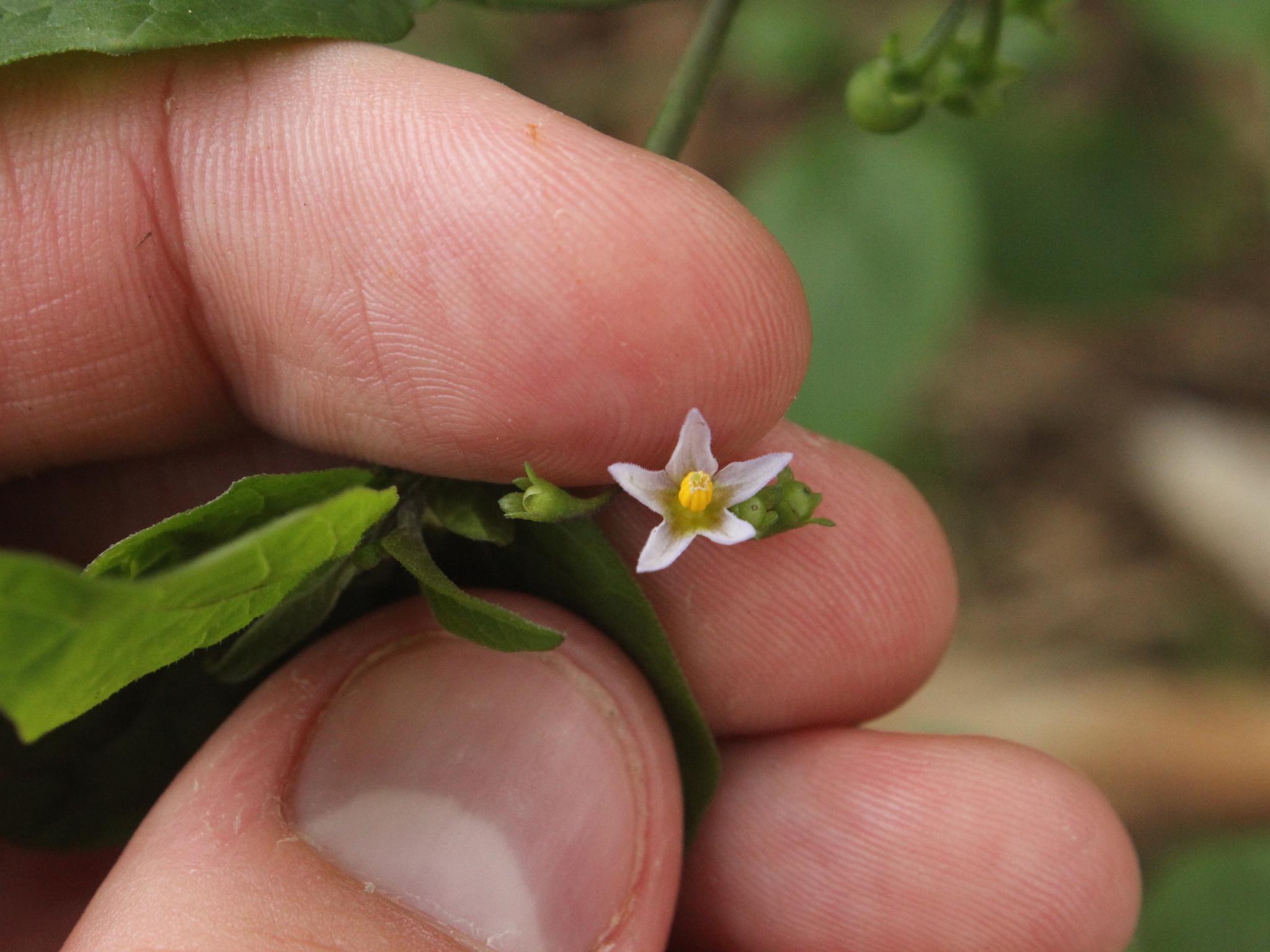 Solanum americanum Mill.