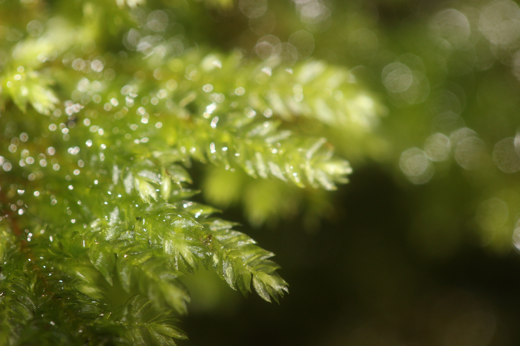 Hypnodendron arcuatum Lindberg ex Mitten, 1882