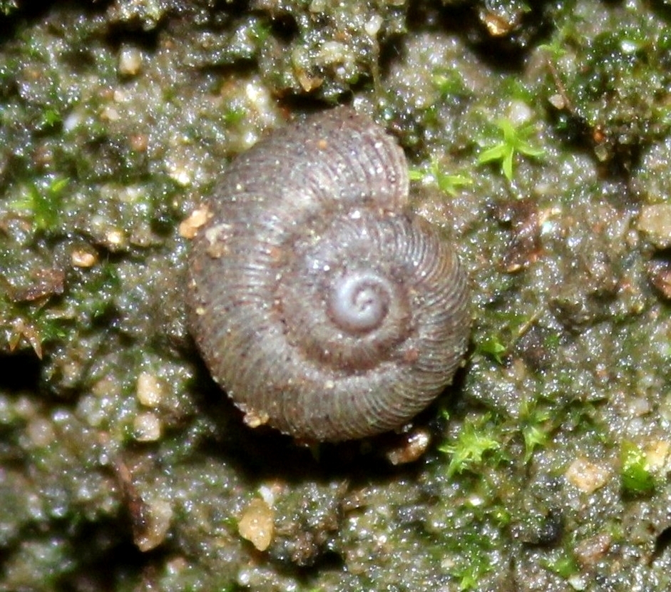 Haplotrema Ancey, 1881