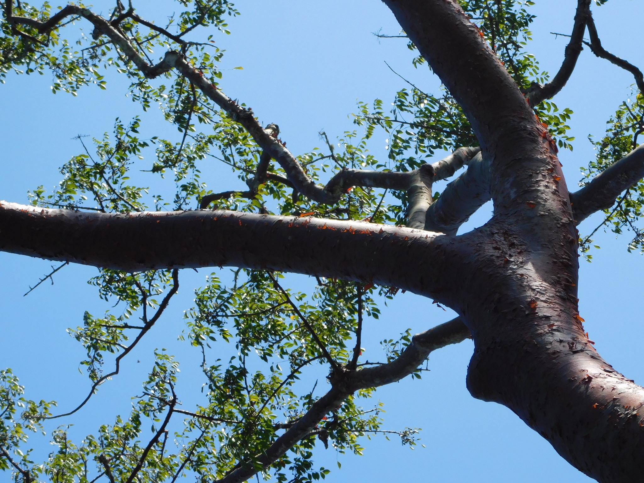 Bursera simaruba (L.) Sarg.