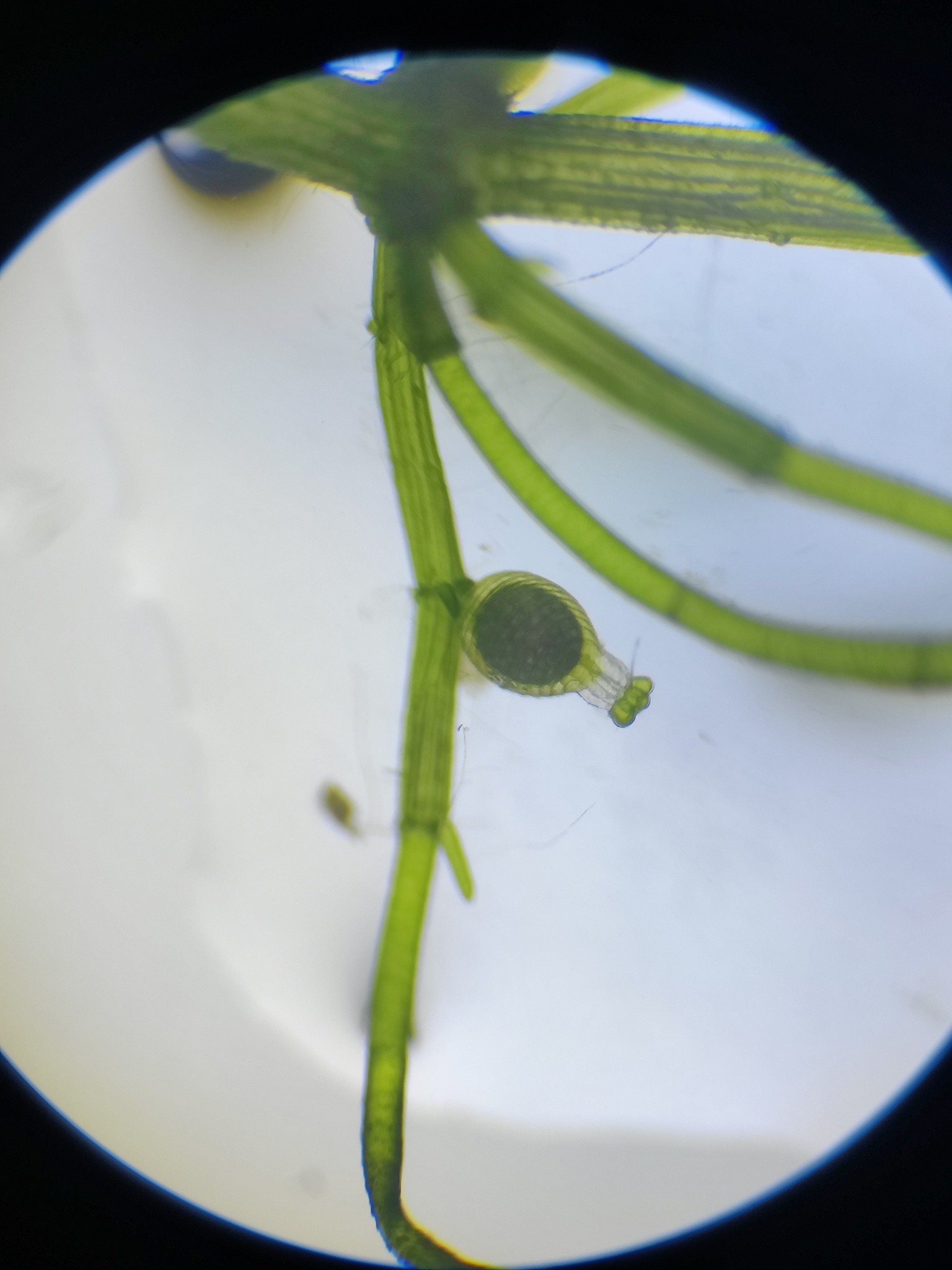 Chara Algae Microscope