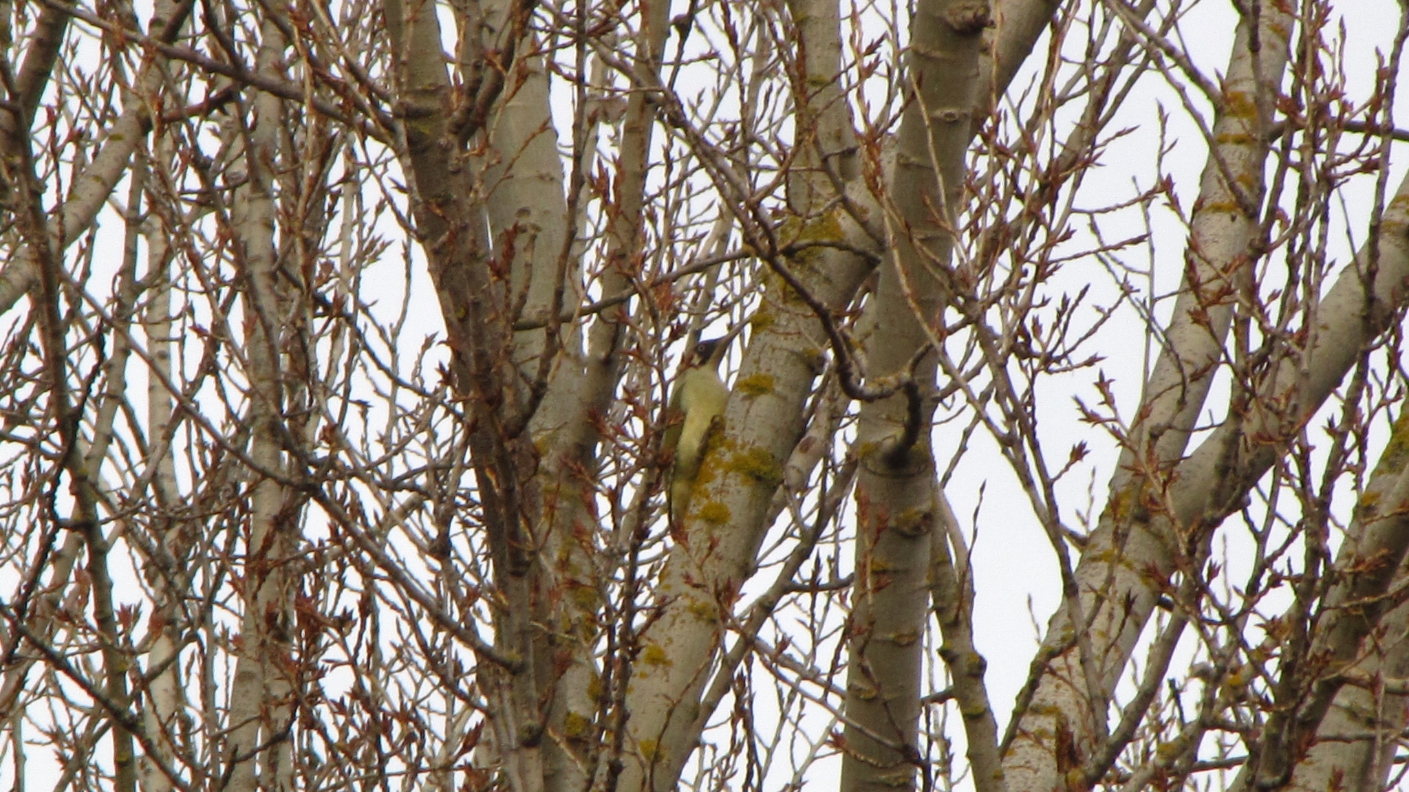 Picus viridis Linnaeus, 1758