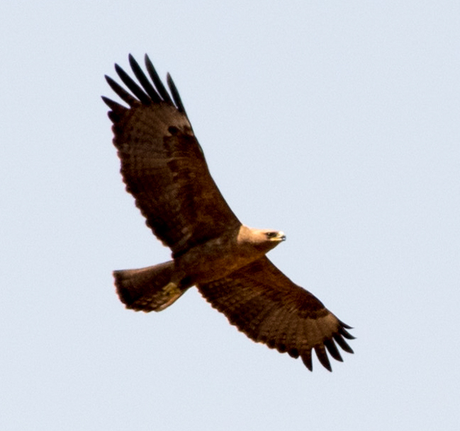 Wahlberg's Eagle (Enseleni Nature Reserve - Animals) · iNaturalist