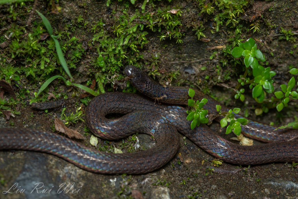 Collared Reed Snake from 台灣高雄市 on August 24, 2022 at 12:52 AM by Liu ...