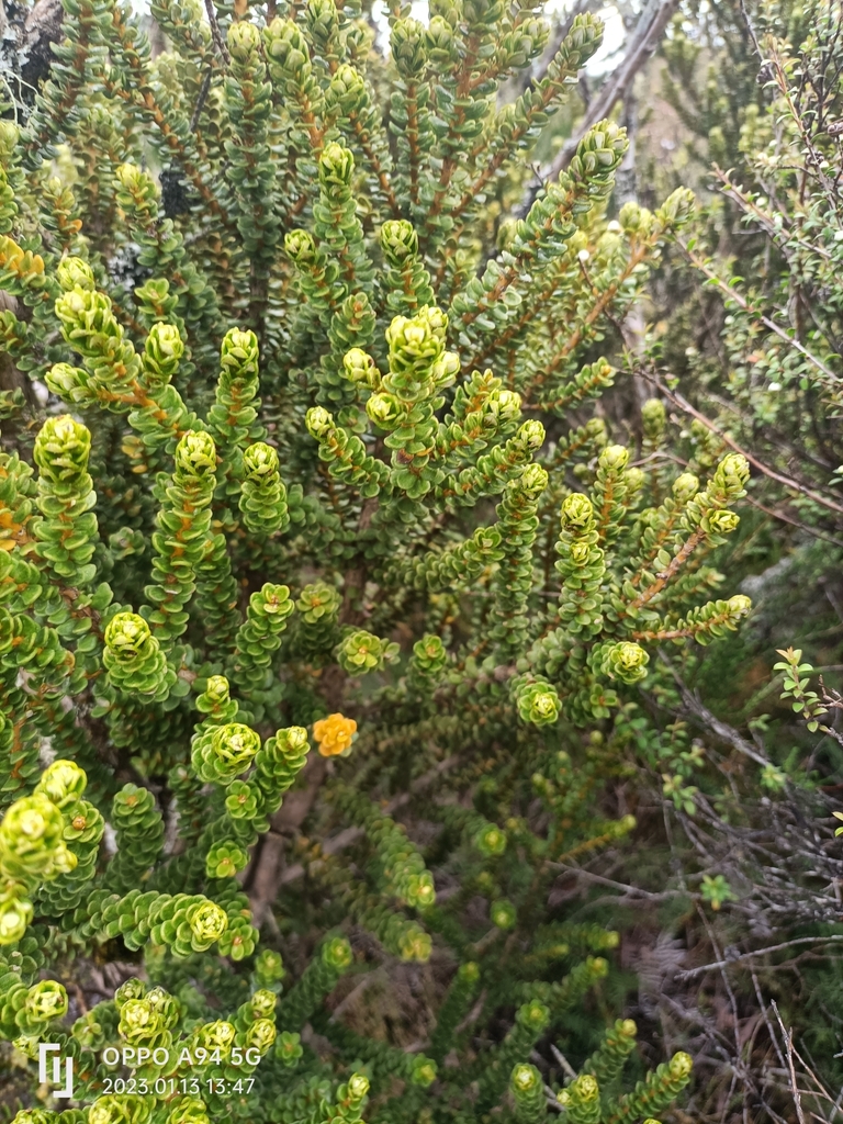 Olearia nummulariifolia from Ōwhango 3989, New Zealand on January 13 ...