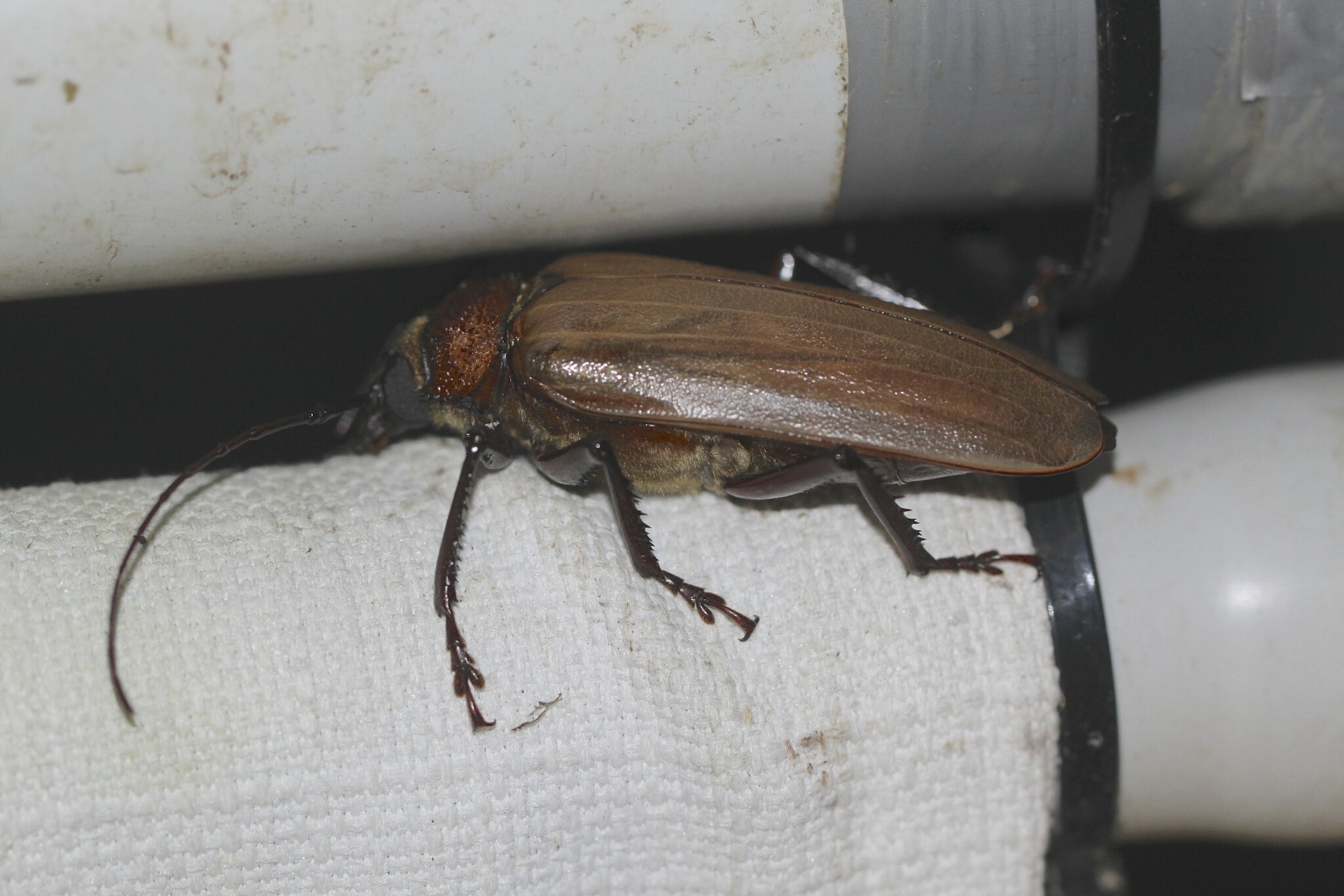 Agrianome spinicollis (MacLeay, 1826)
