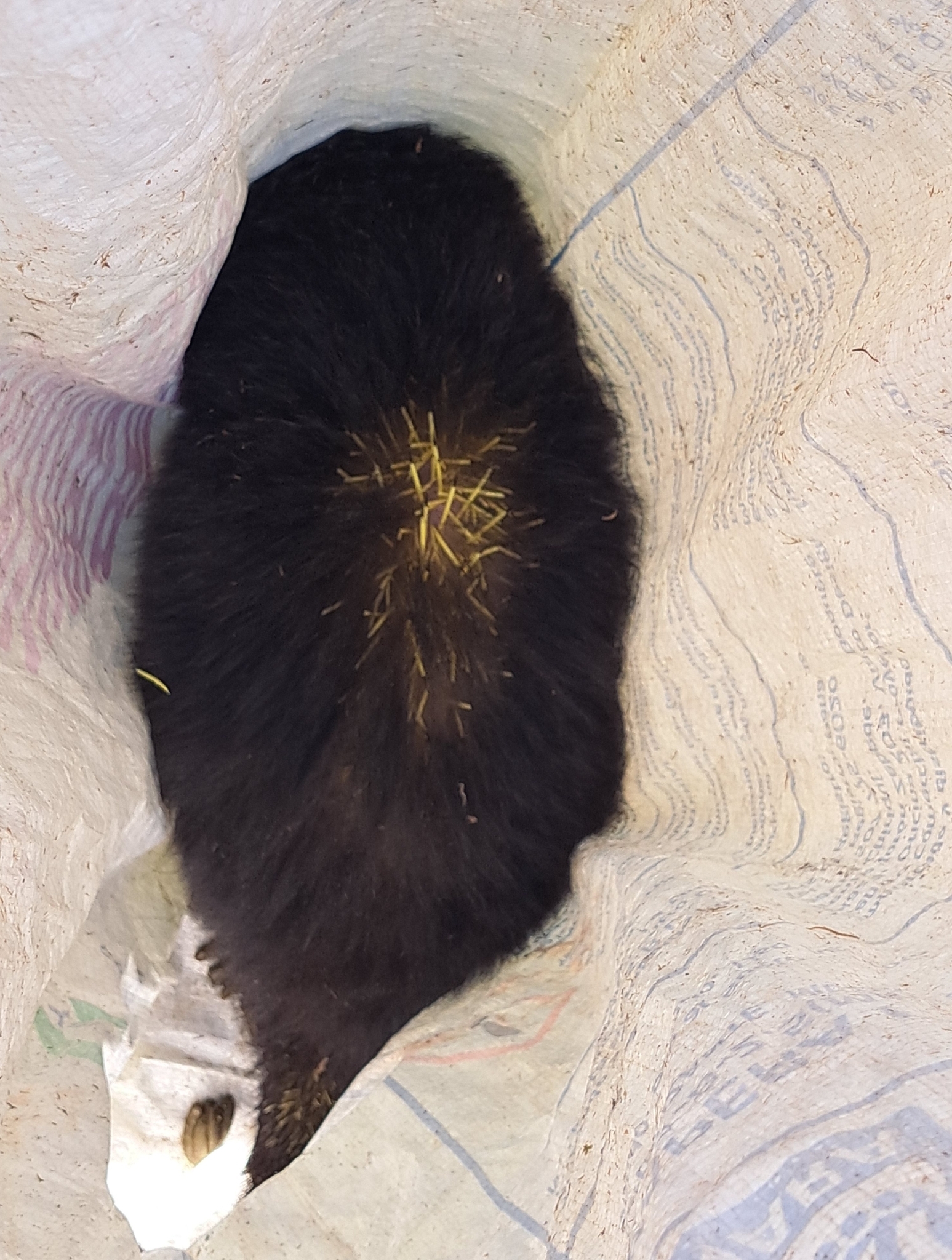 Sphiggurus mexicanus (Kerr, 1792)