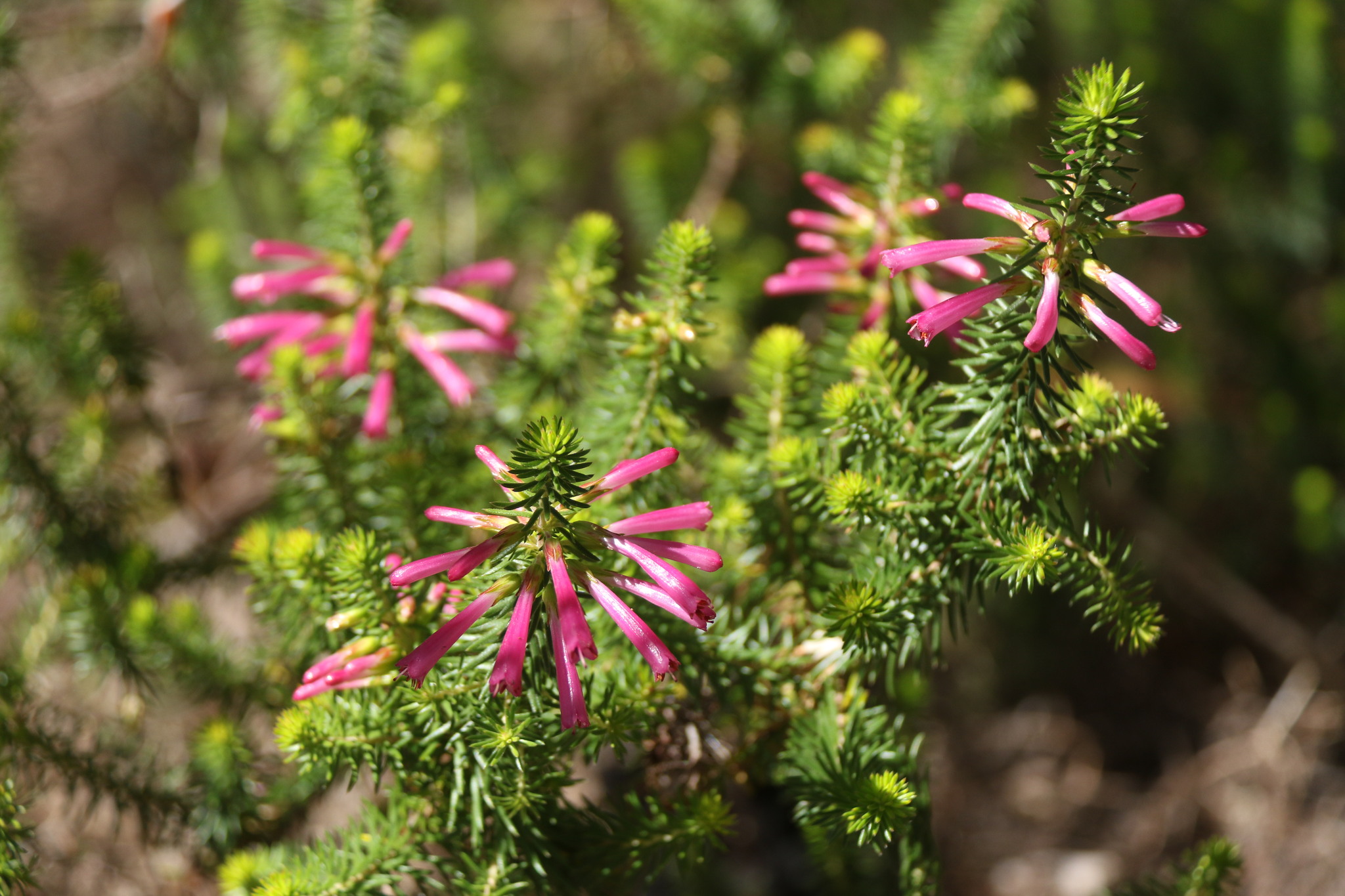Erica abietina L.