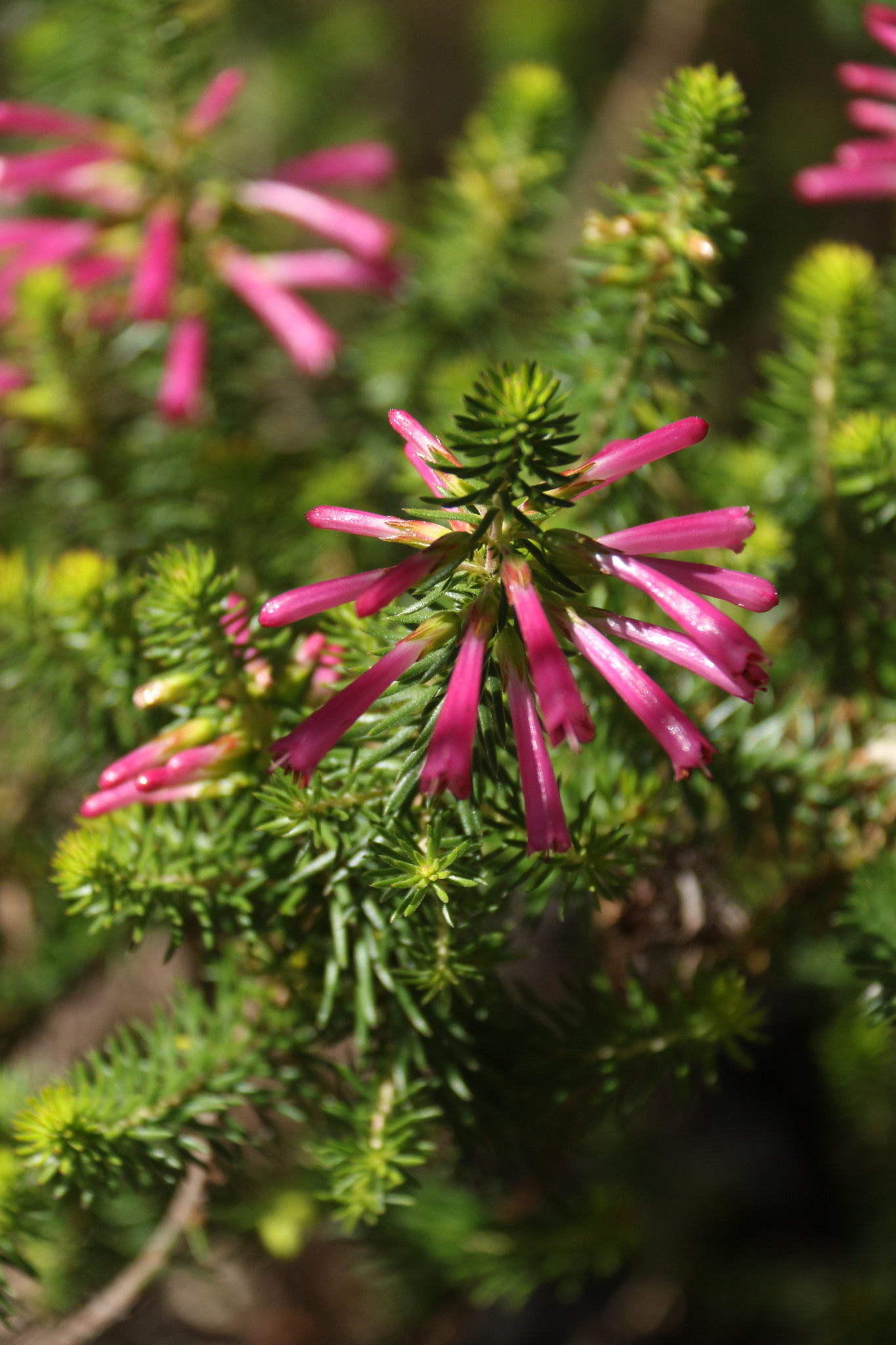 Erica abietina L.
