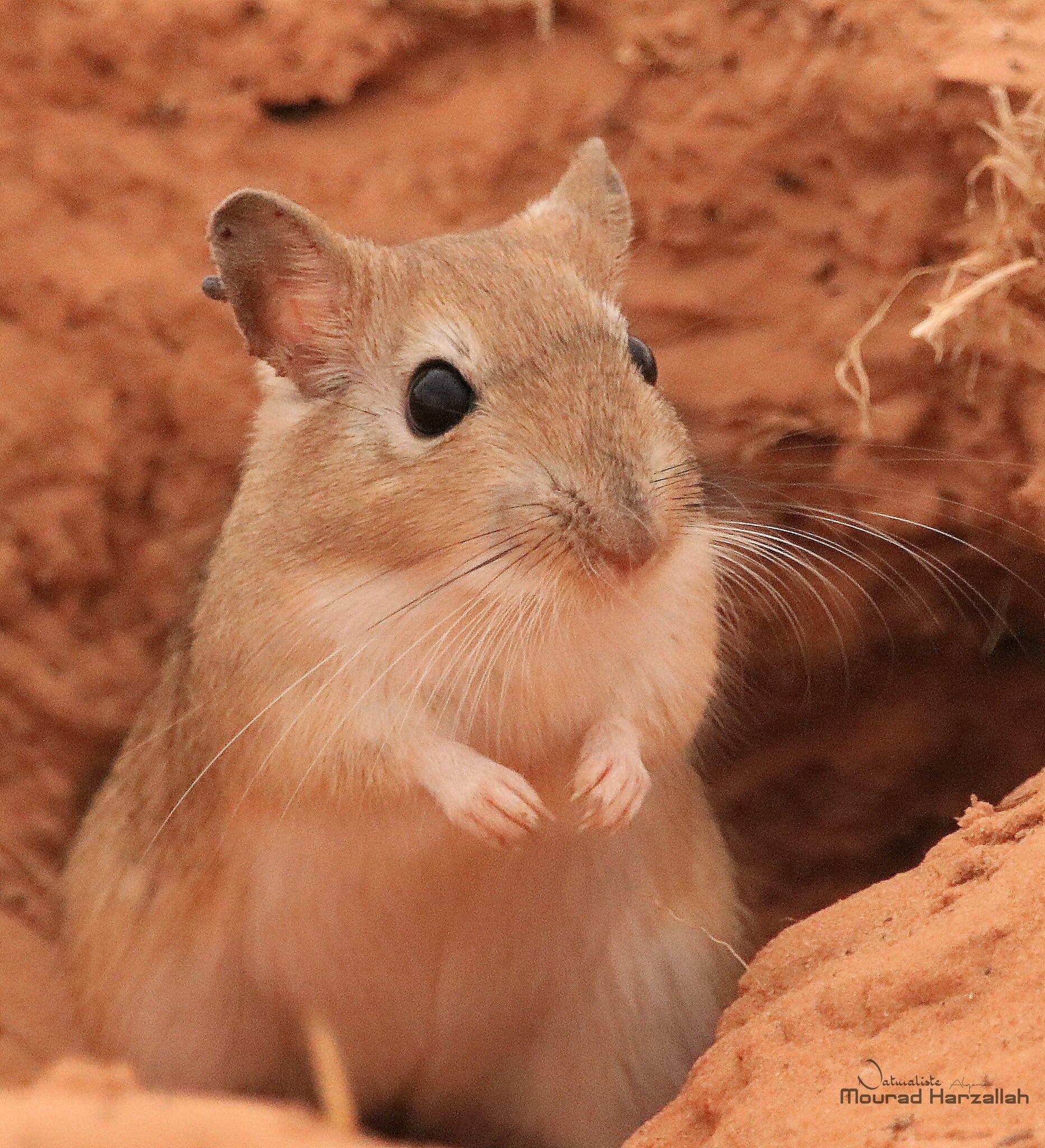 Meriones crassus Sundevall, 1842