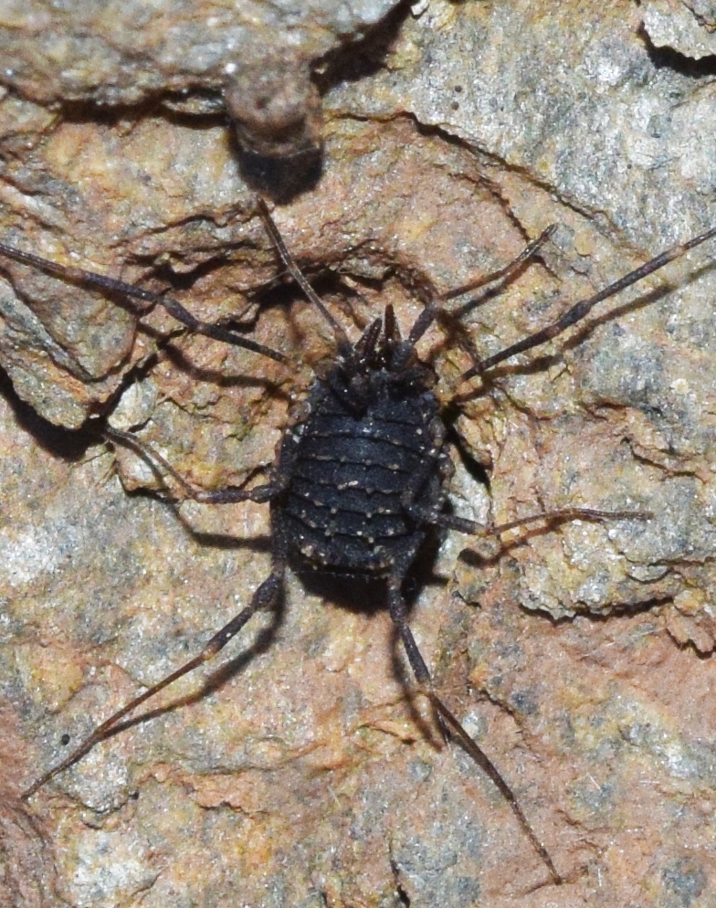 Nemastomatidae