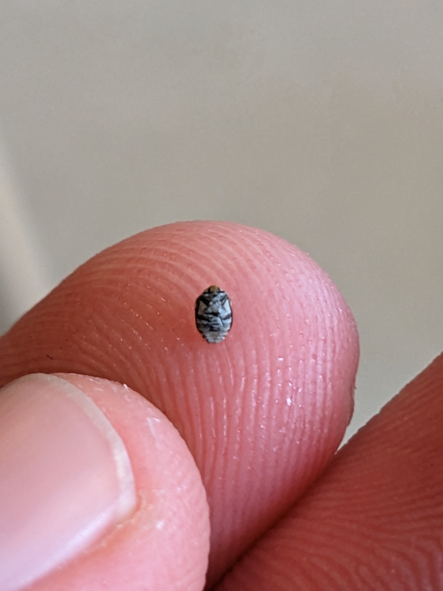 Dermestidae