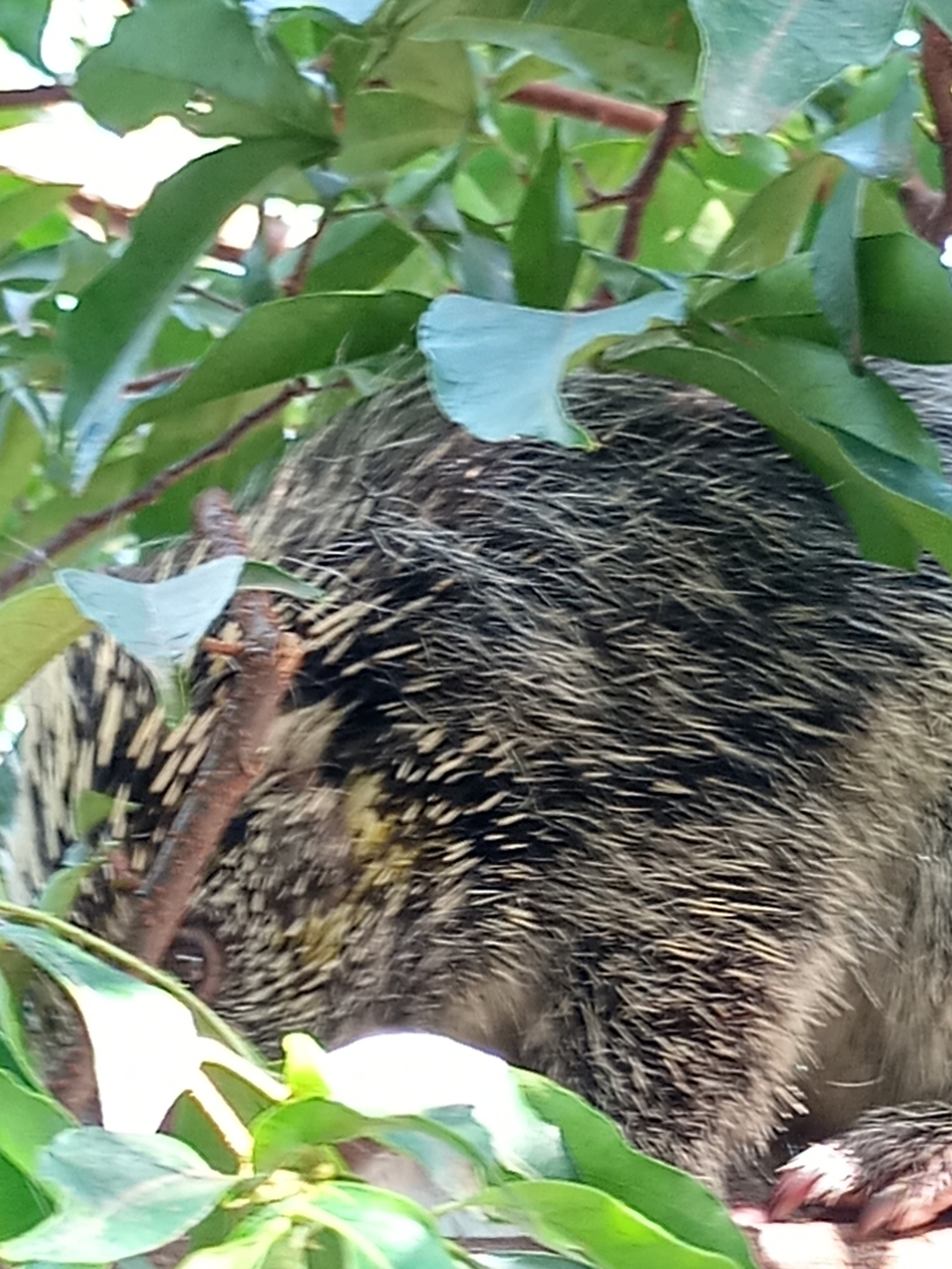 Sphiggurus spinosus (F.Cuvier, 1823)