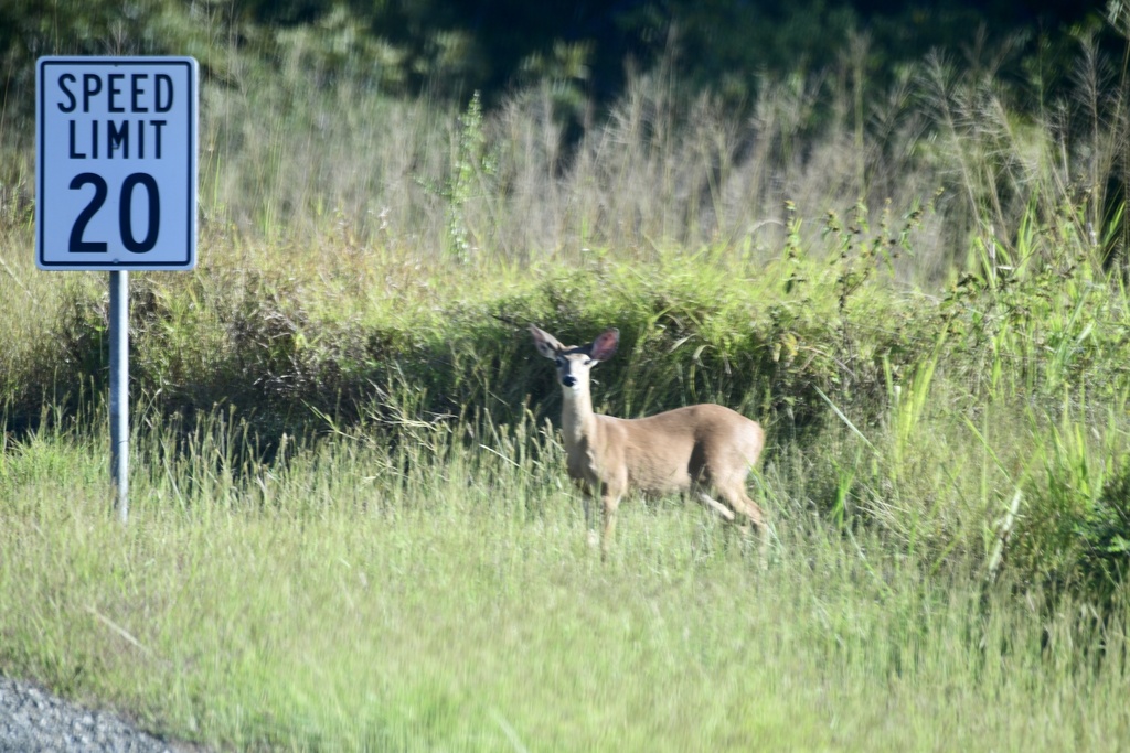 White-tailed Deer from Guantánamo Bay, Guantánamo, CU on January 13 ...