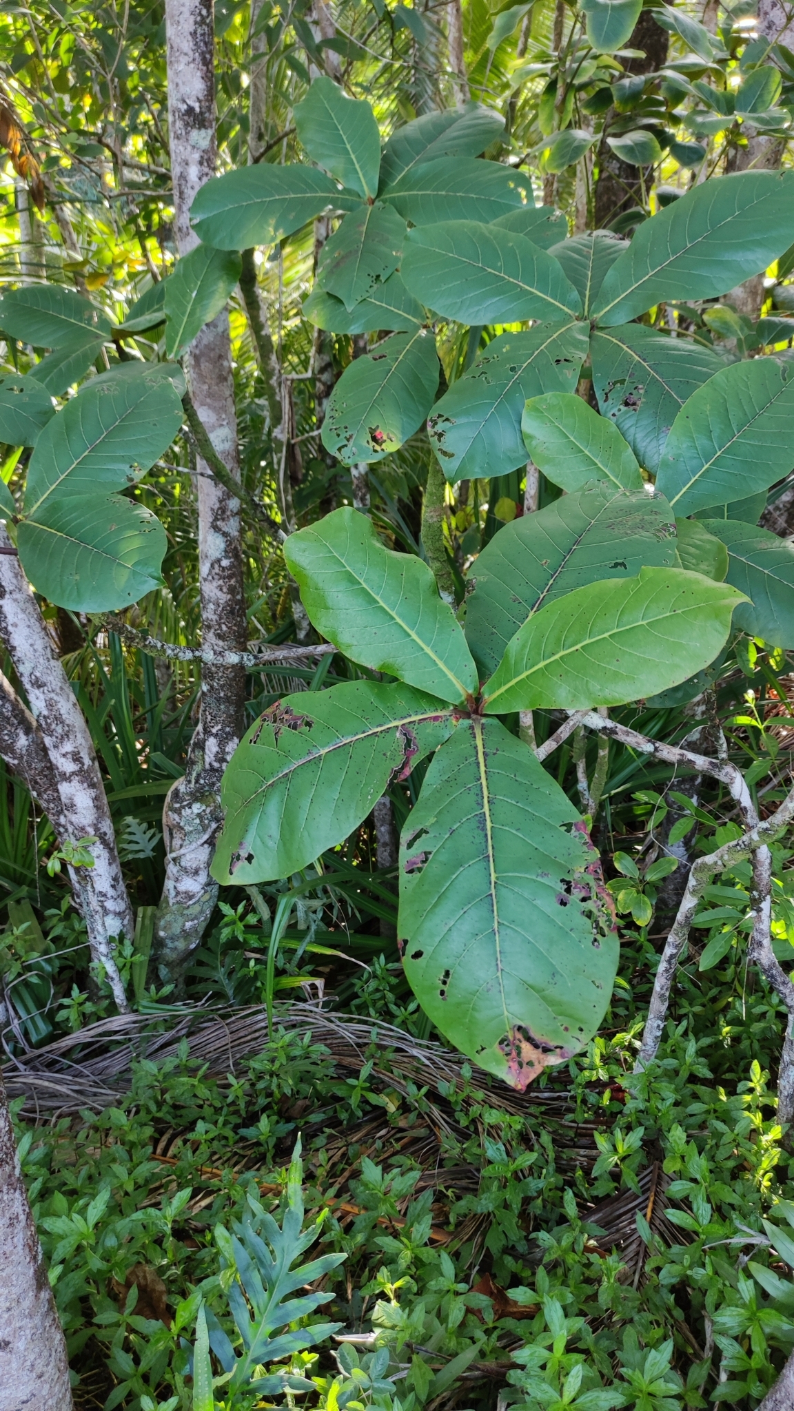 Terminalia catappa L.