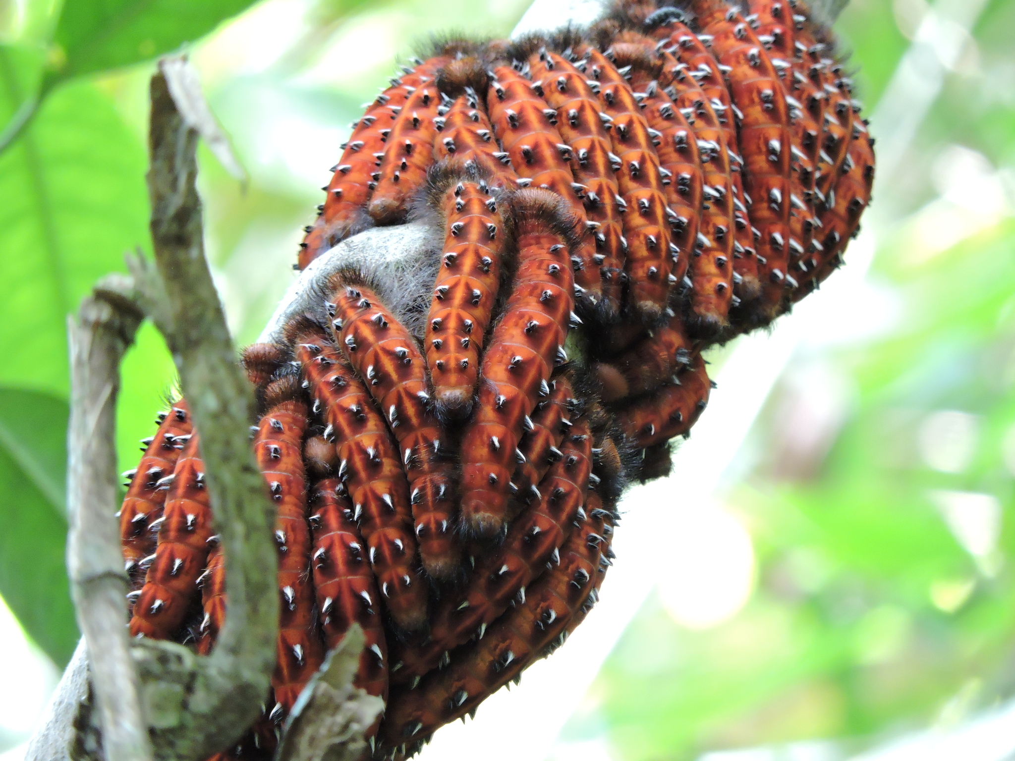 Morpho hercules (Dalman, 1823)