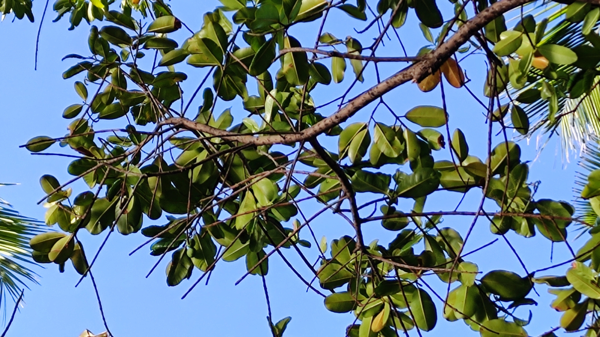 Calophyllum inophyllum L.