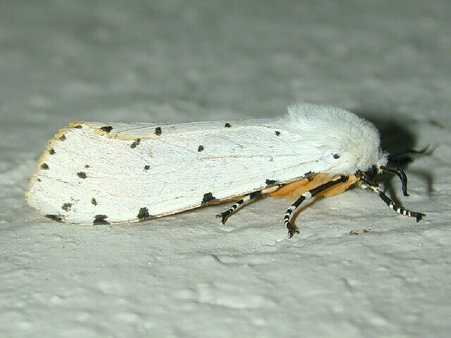 Salt Marsh Moth from Floyd Bennet Field, Brooklyn, NY, USA on August 16 ...