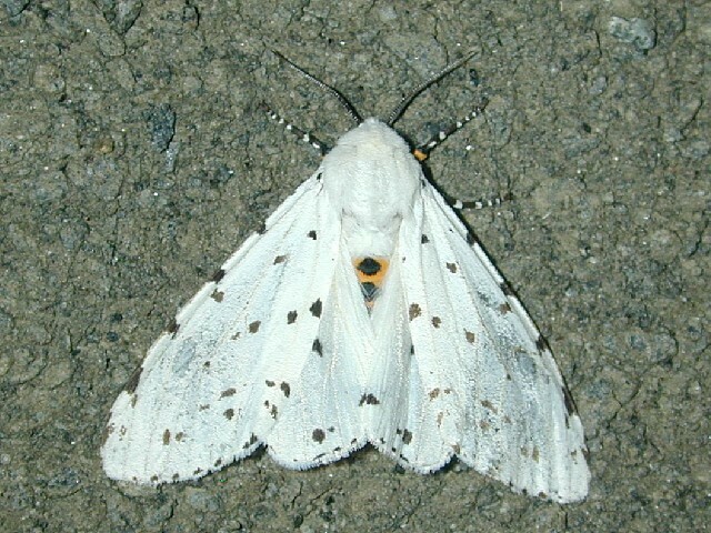 Salt Marsh Moth from Jamaica Bay Wildlife Refuge, Queens, NY, USA on ...