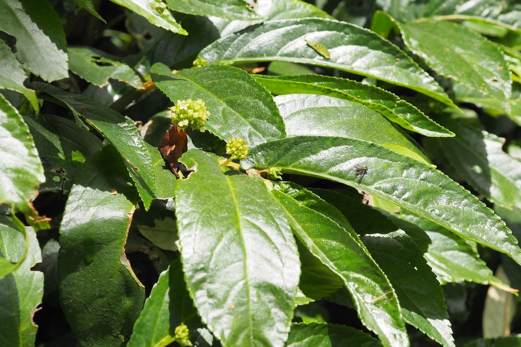 Elatostema reticulatum from O'Reilly QLD 4275, Australia on December 02 ...
