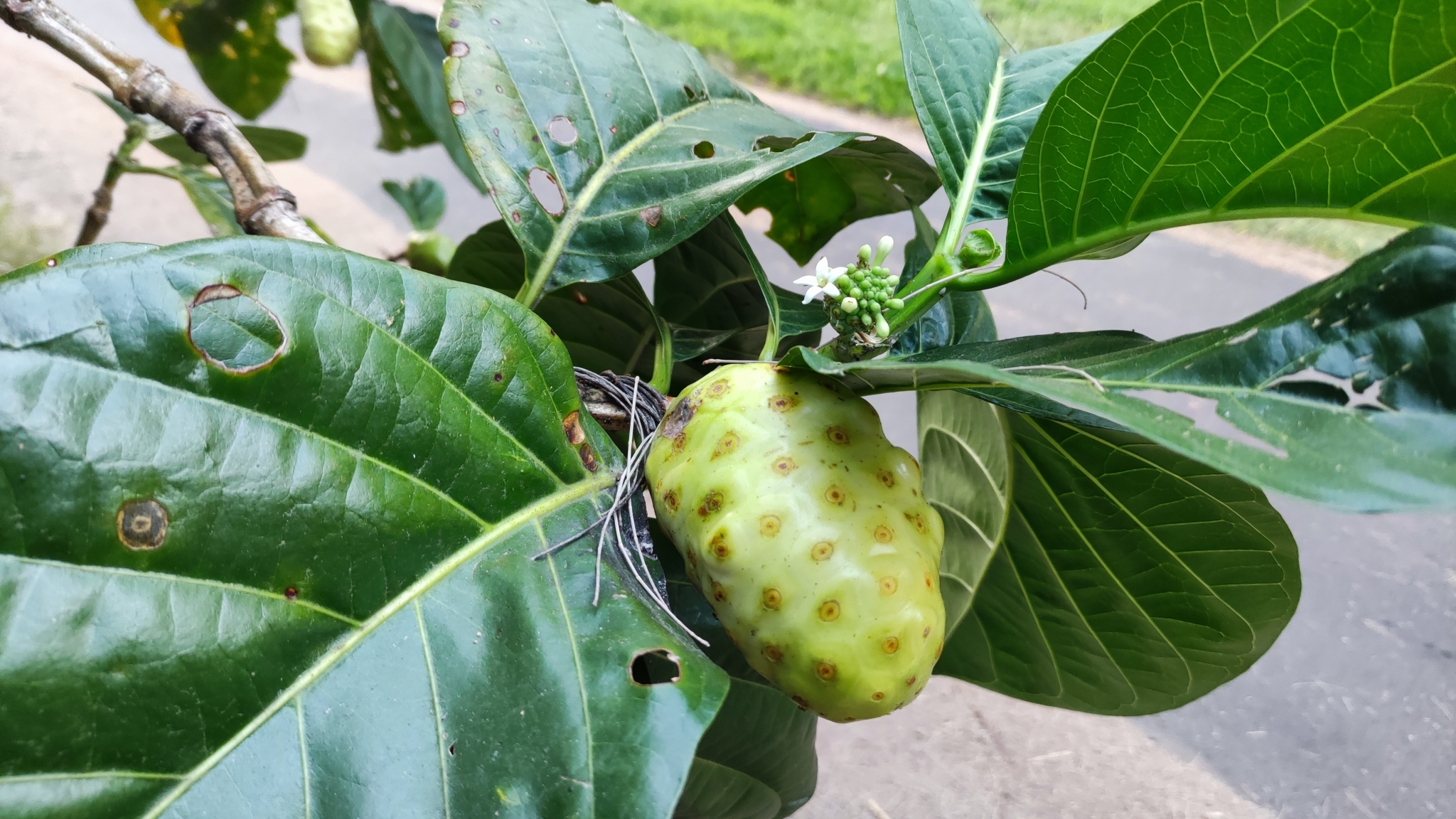 Morinda citrifolia L.