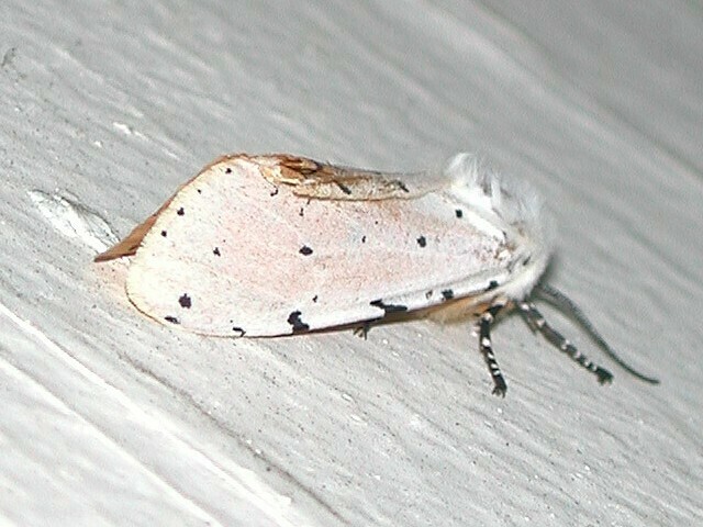 Salt Marsh Moth from Stormville, Dutchess County, NY, USA on June 18 ...