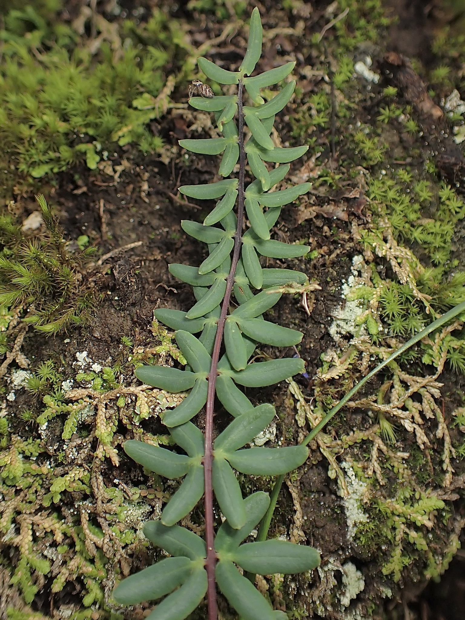 Pellaea ternifolia (Cav.) Link