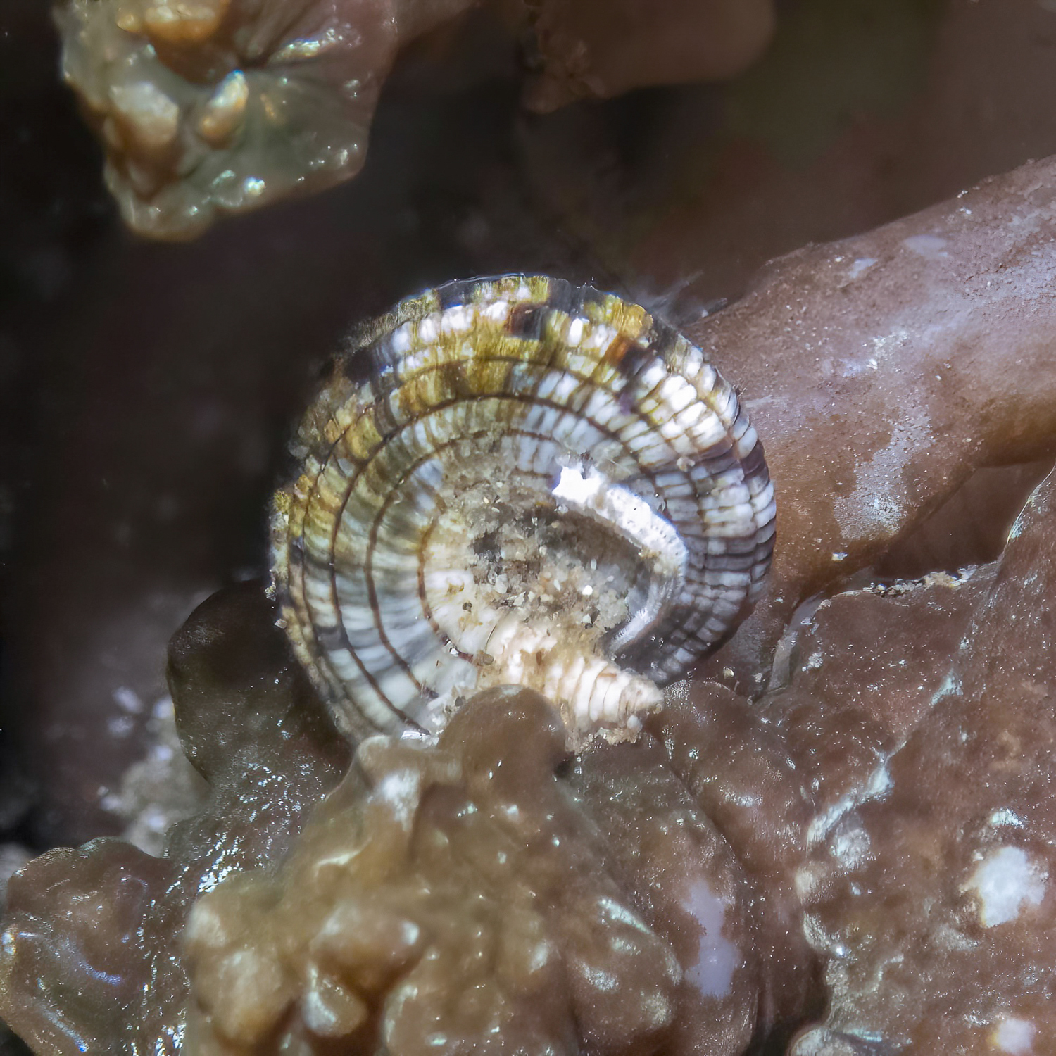 Heliacus variegatus (Gmelin, 1791)