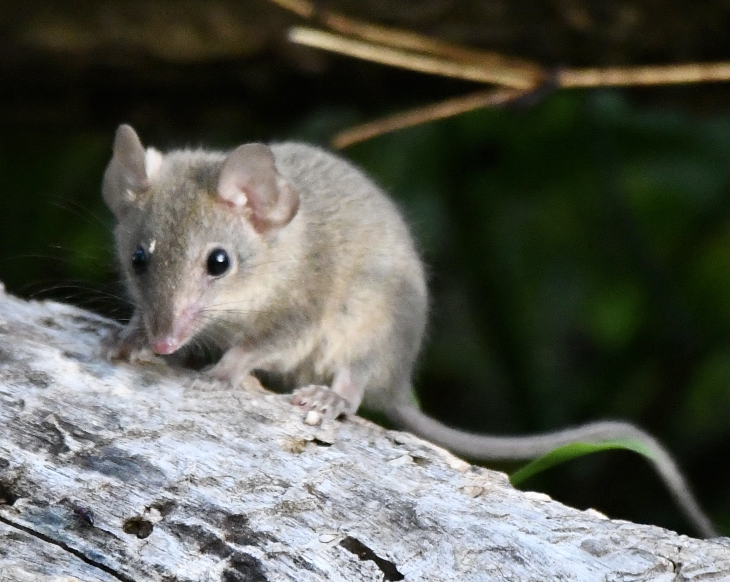 Antechinus stuartii Macleay, 1841