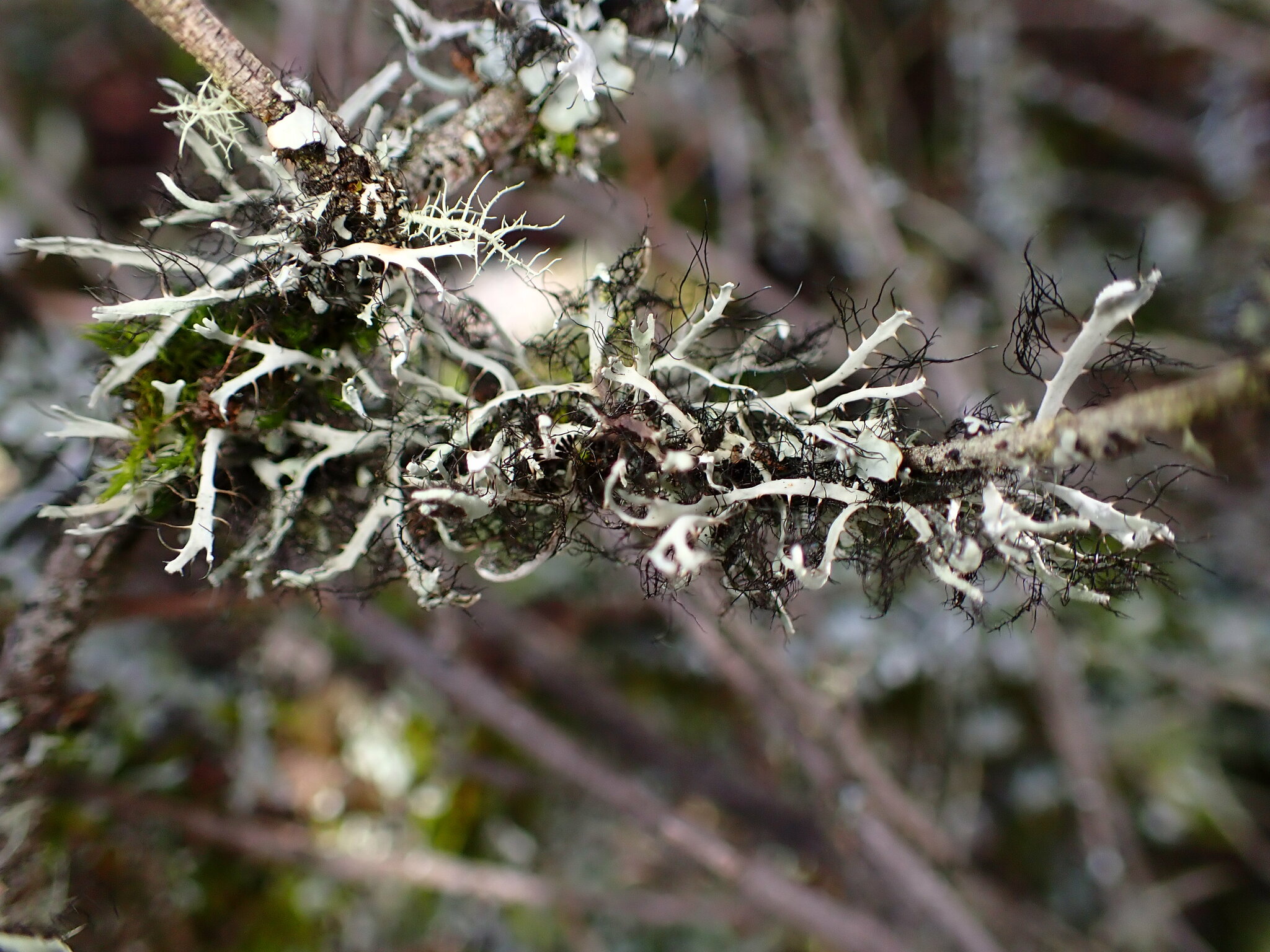 Leucodermia leucomelos (L.) Kalb