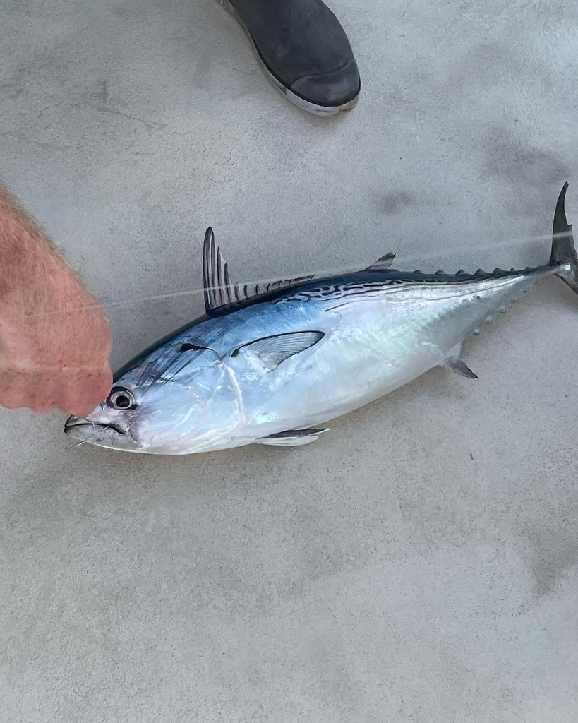 Little Tunny from North Atlantic Ocean, FL, US on August 6, 2022 at 06: ...